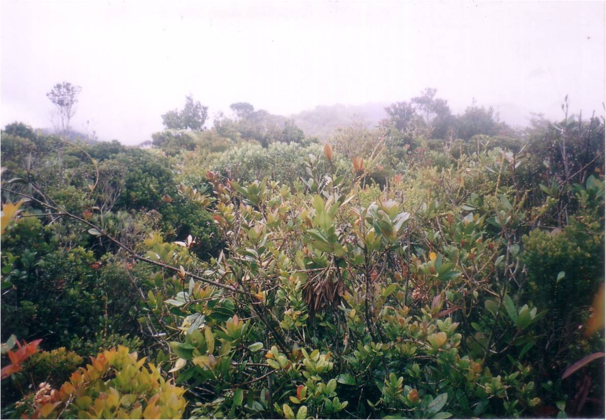 Gunung Ulu Sepat